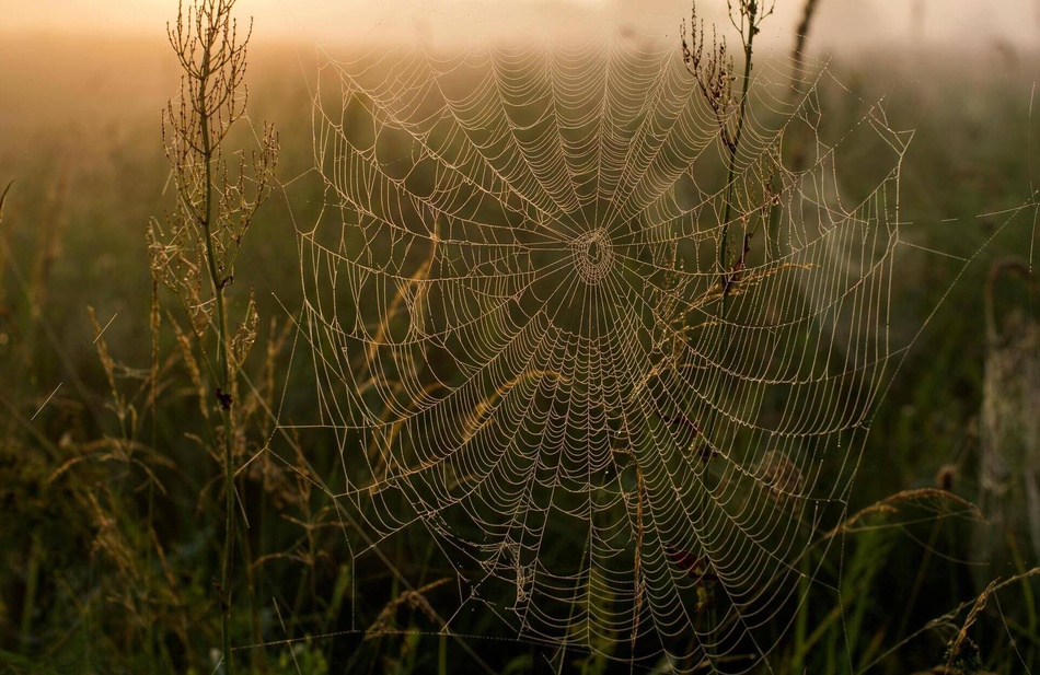 Web Application Penetration Test - Berlin Cert GmbH